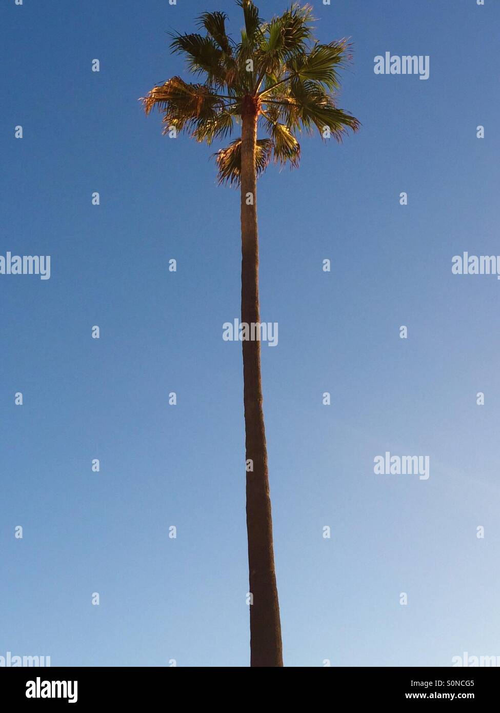 A tall palm tree Stock Photo - Alamy