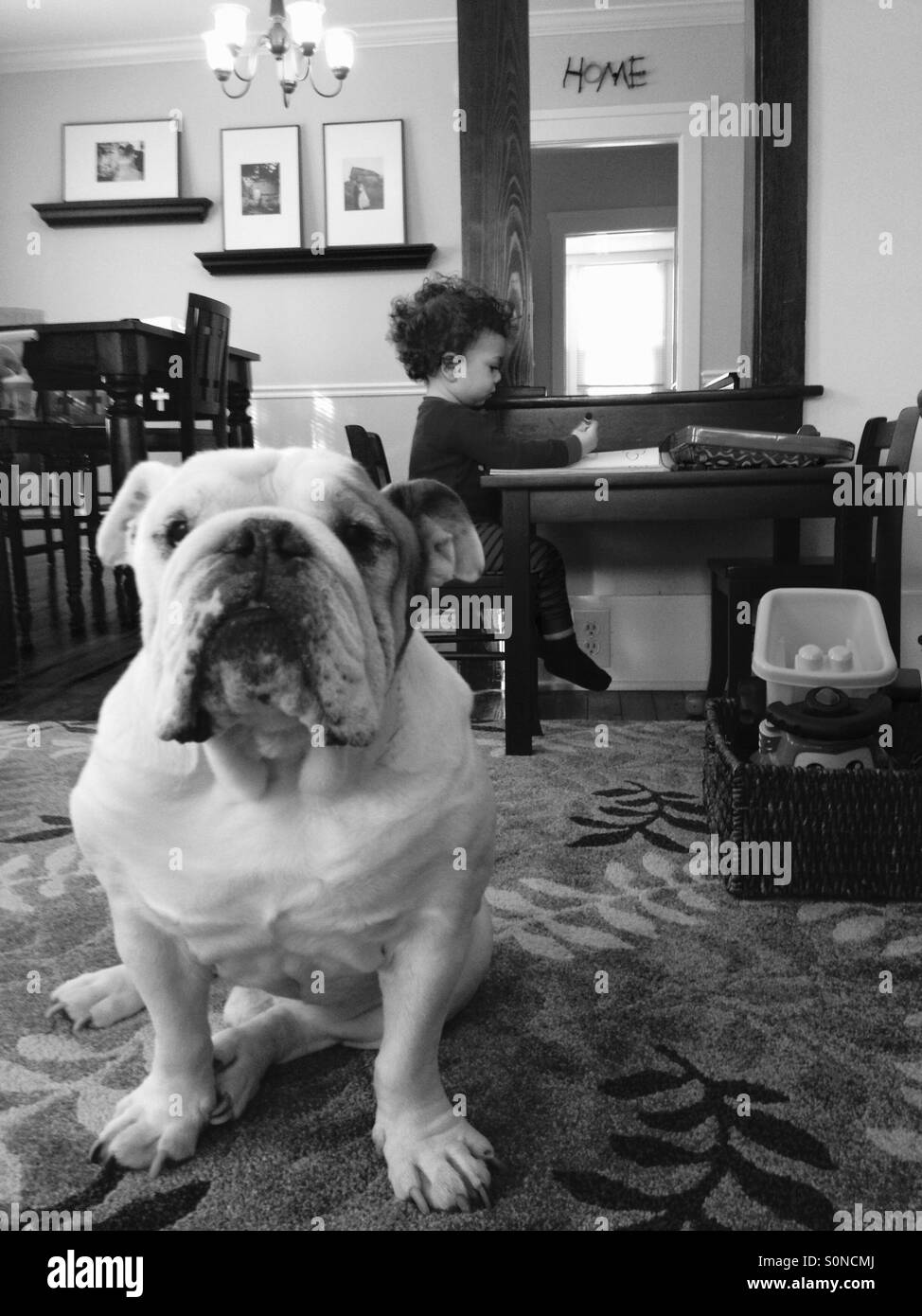 Watchdog hi-res stock photography and images - Alamy