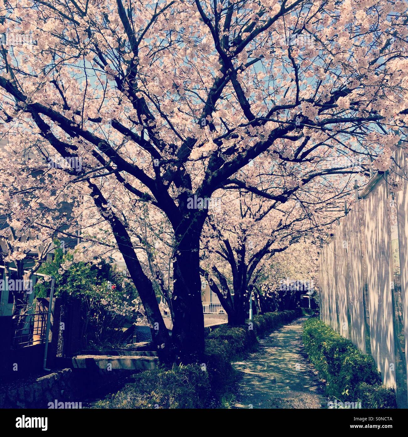 Sakura tree in bloom near my office Stock Photo - Alamy