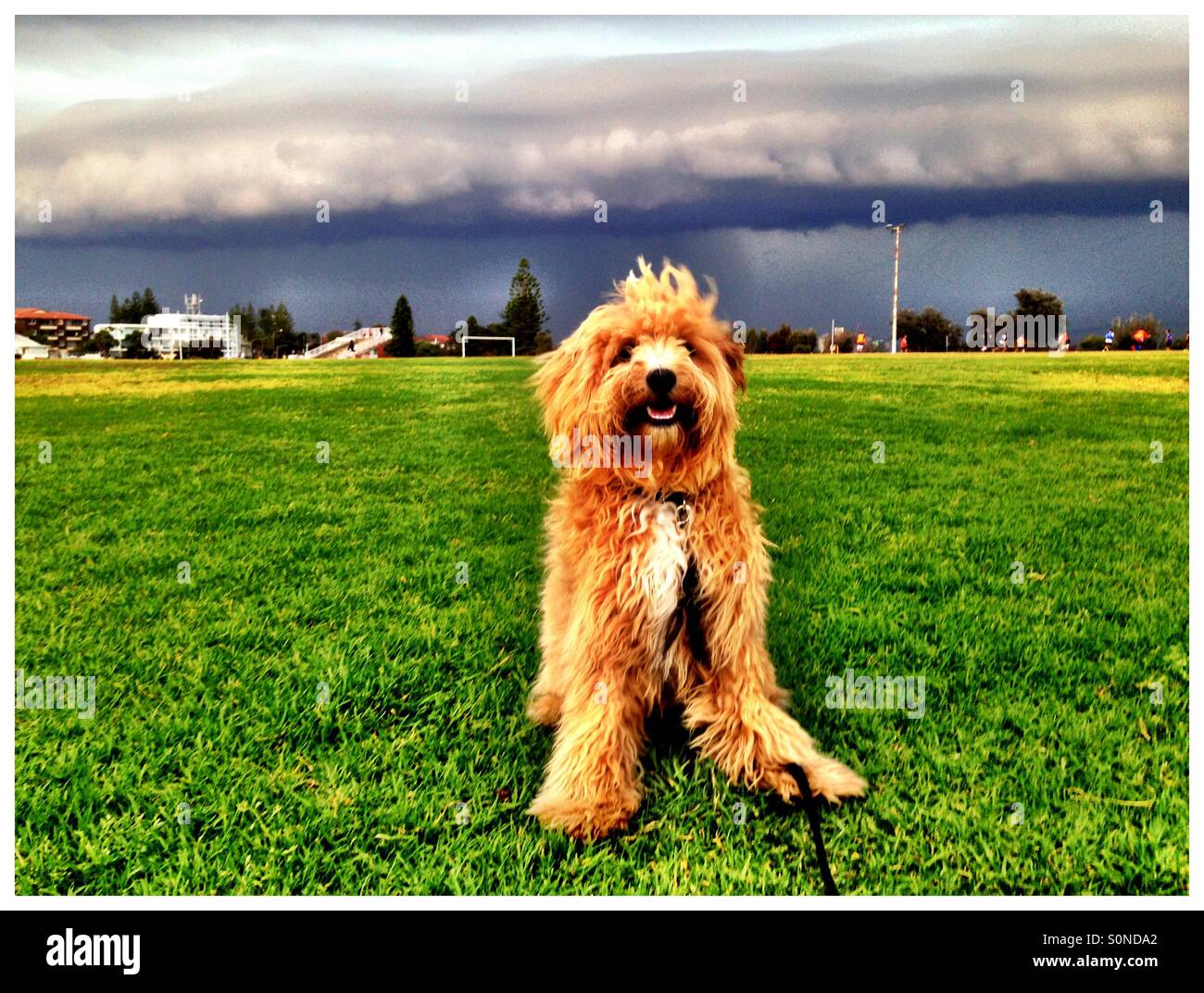 Storm chasing dog hi-res stock photography and images - Alamy