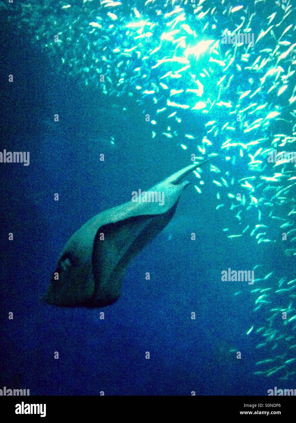 Fish stingray hi-res stock photography and images - Alamy
