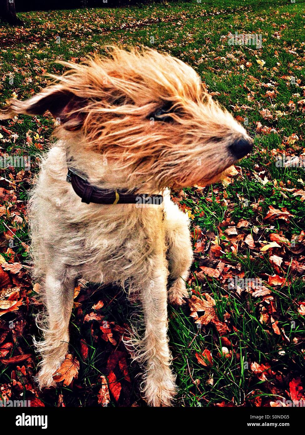 Dog on a windy day Stock Photo - Alamy