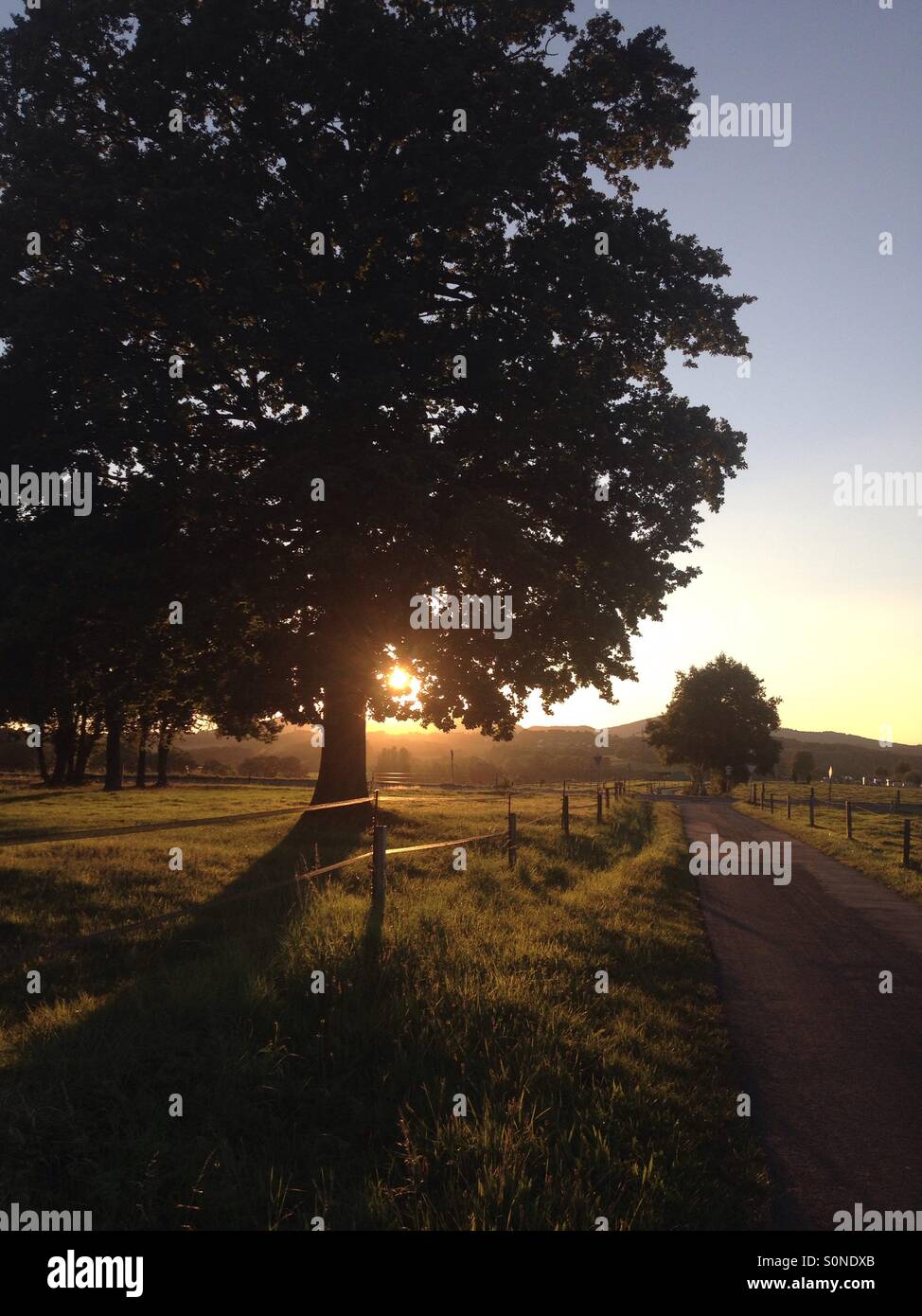 Tree at Sunset Stock Photo - Alamy