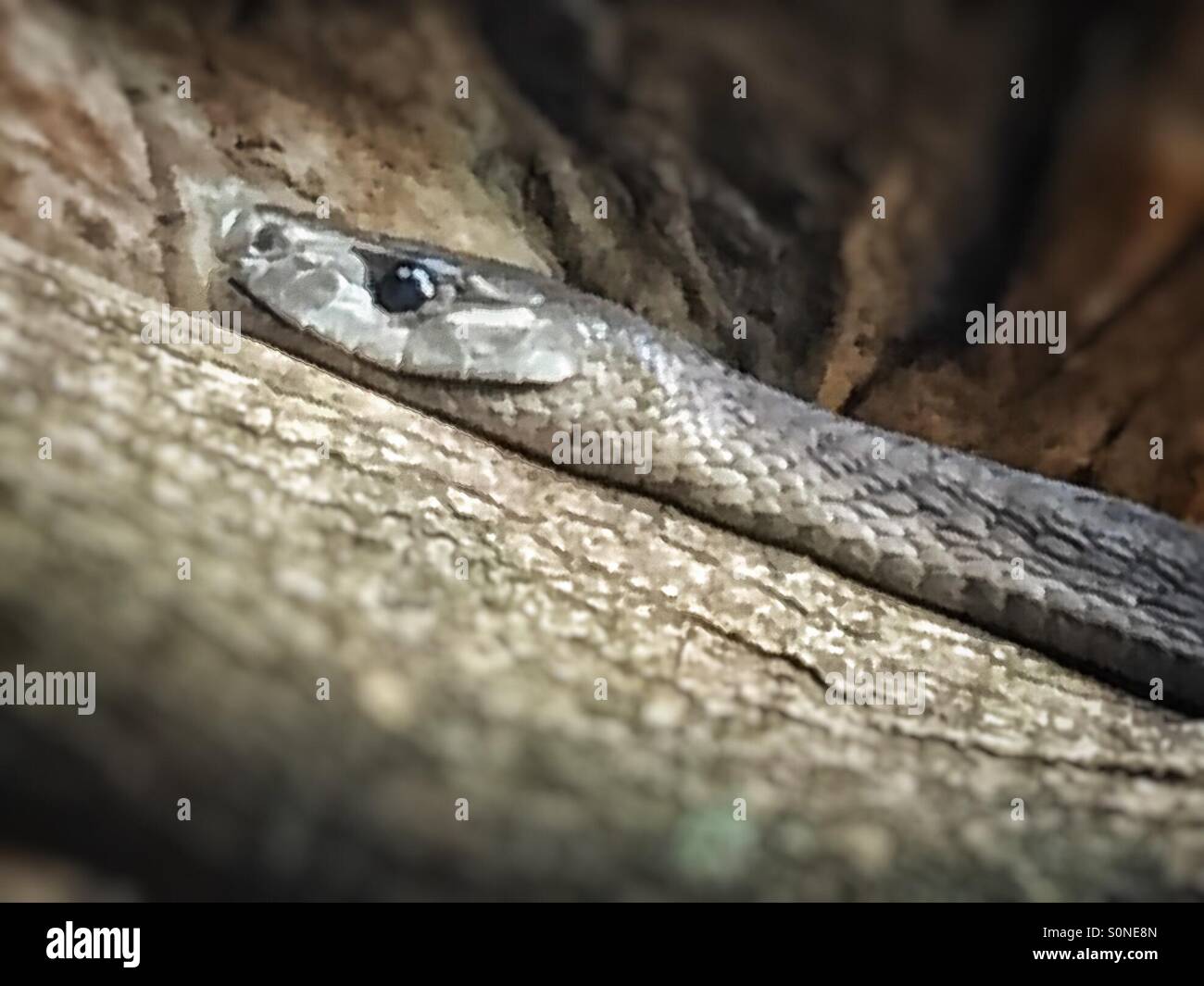 Black mamba snake hi-res stock photography and images - Alamy
