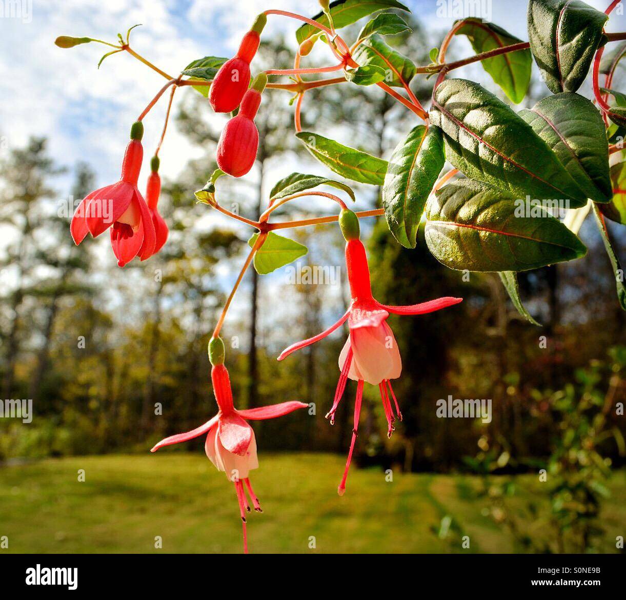 Fuscia hi-res stock photography and images - Alamy