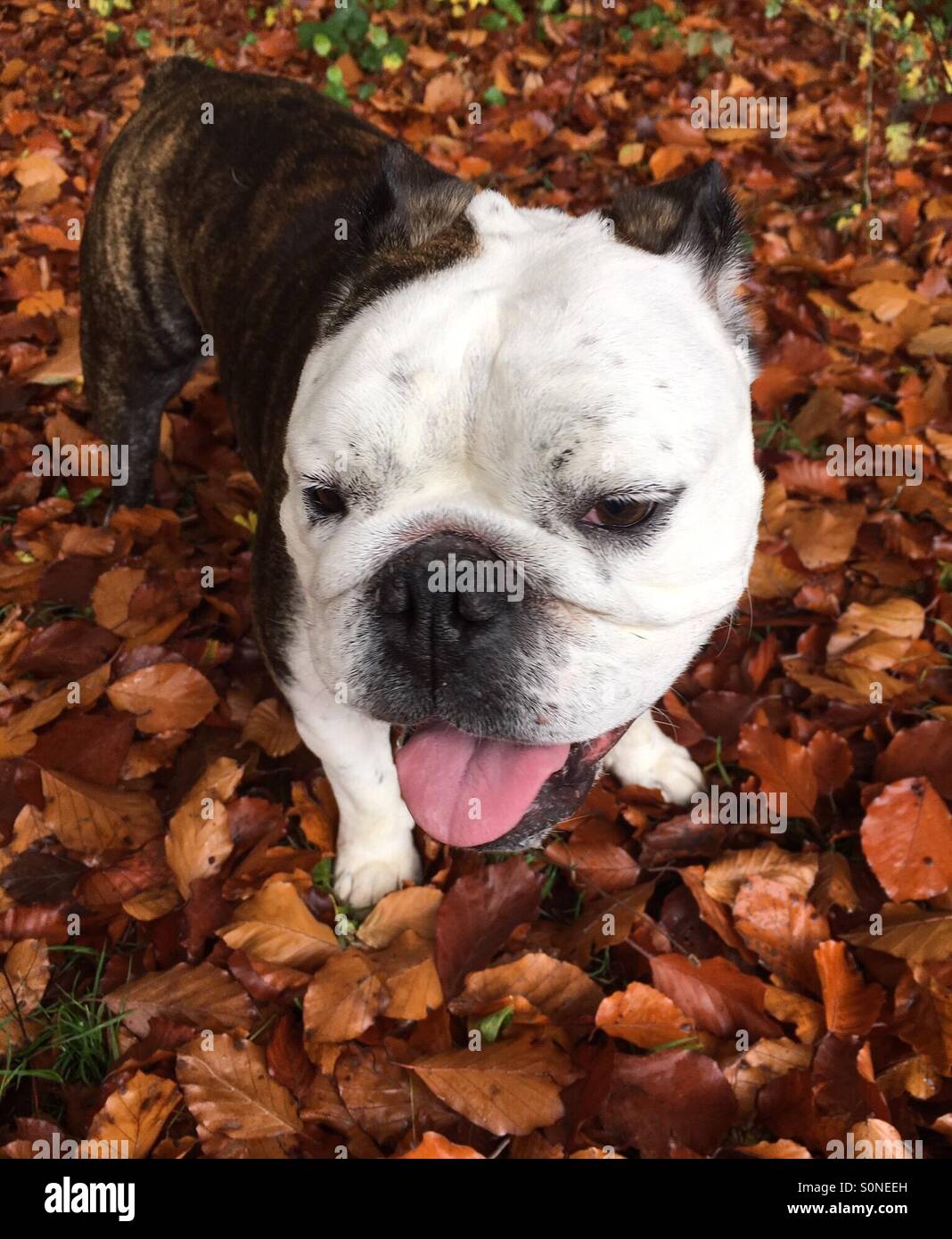 Bulldog and Leaves Stock Photo - Alamy