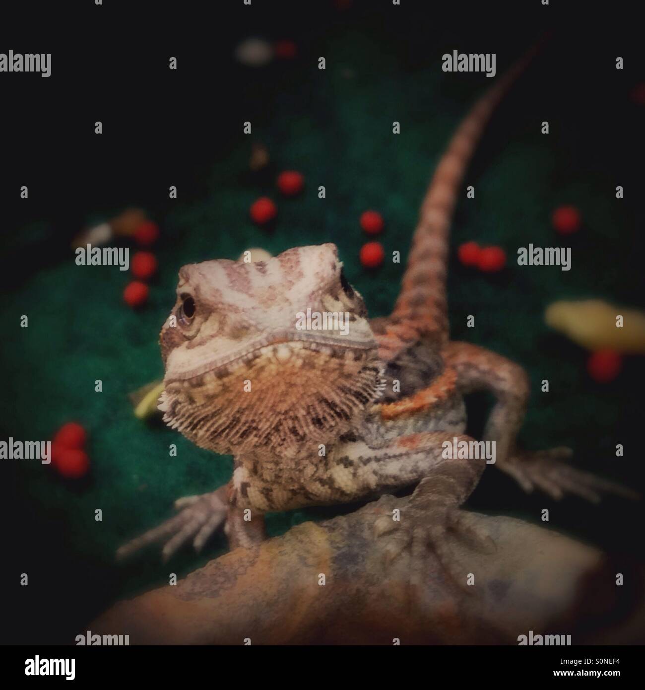 Bearded dragon lizard Stock Photo - Alamy