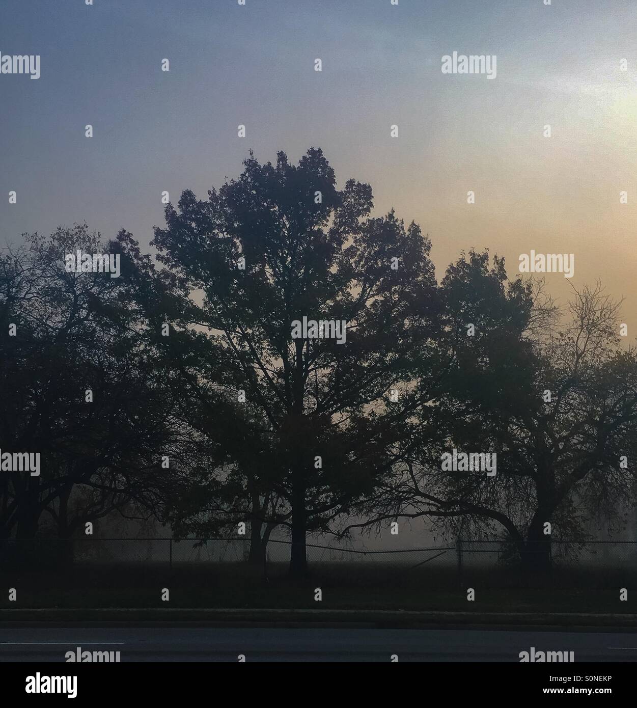 Vision trees and trees hi-res stock photography and images - Alamy