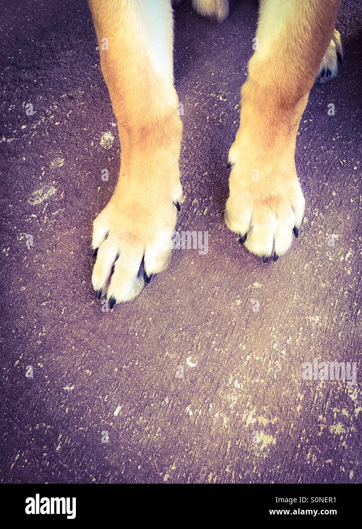 Chubby paws hi-res stock photography and images - Alamy