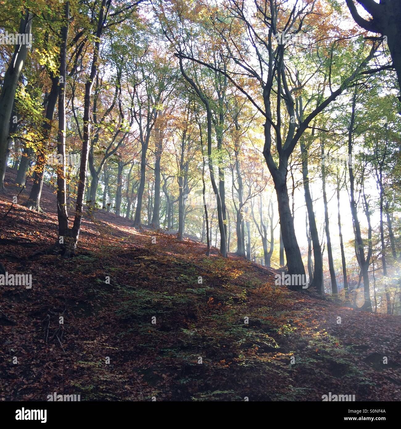 Sheffield forest hi-res stock photography and images - Alamy