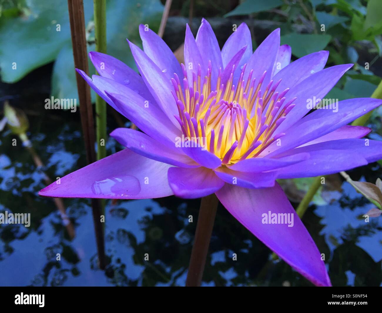 Indian Violet Water Lilly Stock Photo - Alamy