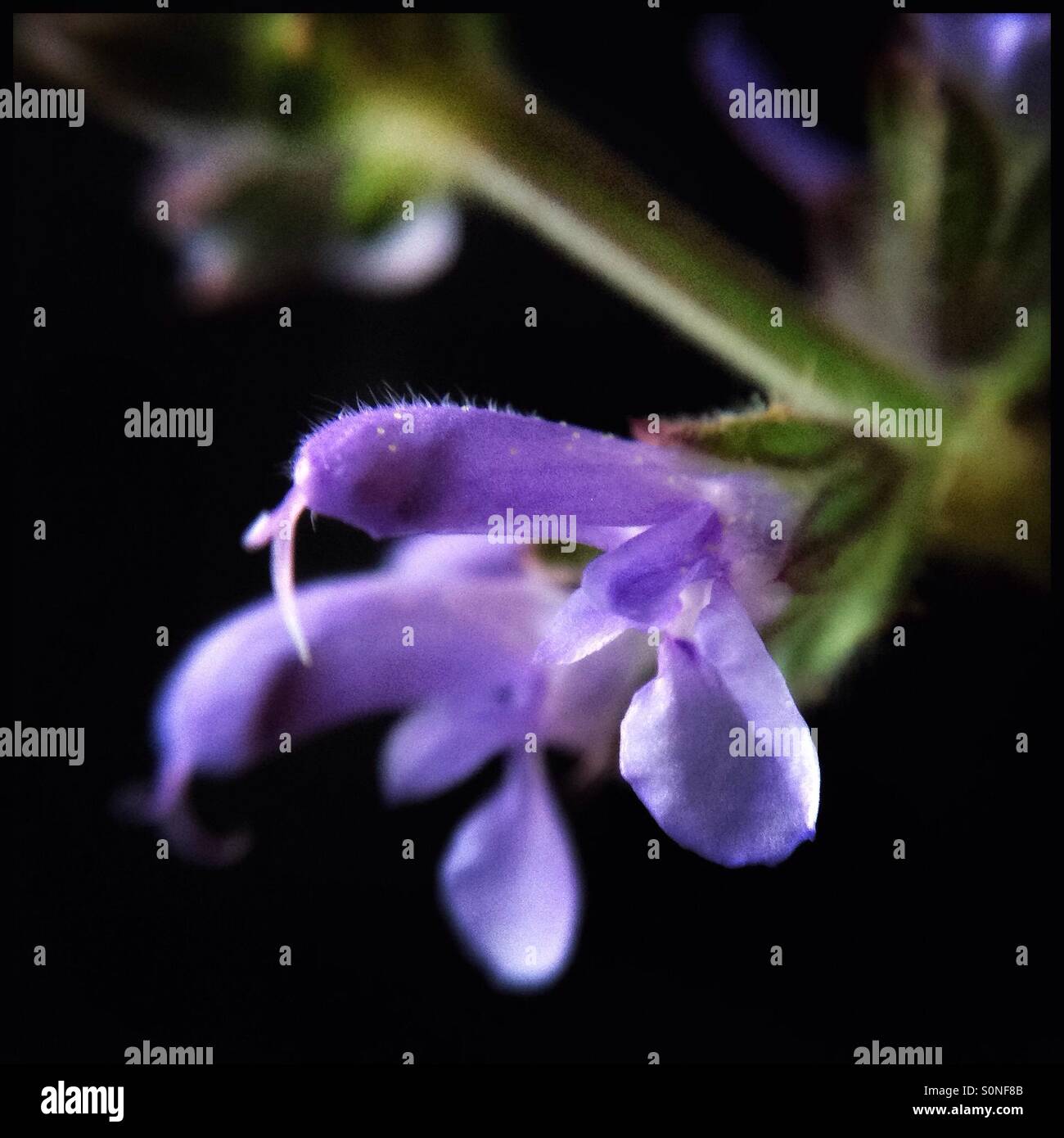 Salvia verbenaca - the Wild Sage or Wild Clary, Catalonia, Spain Stock ...