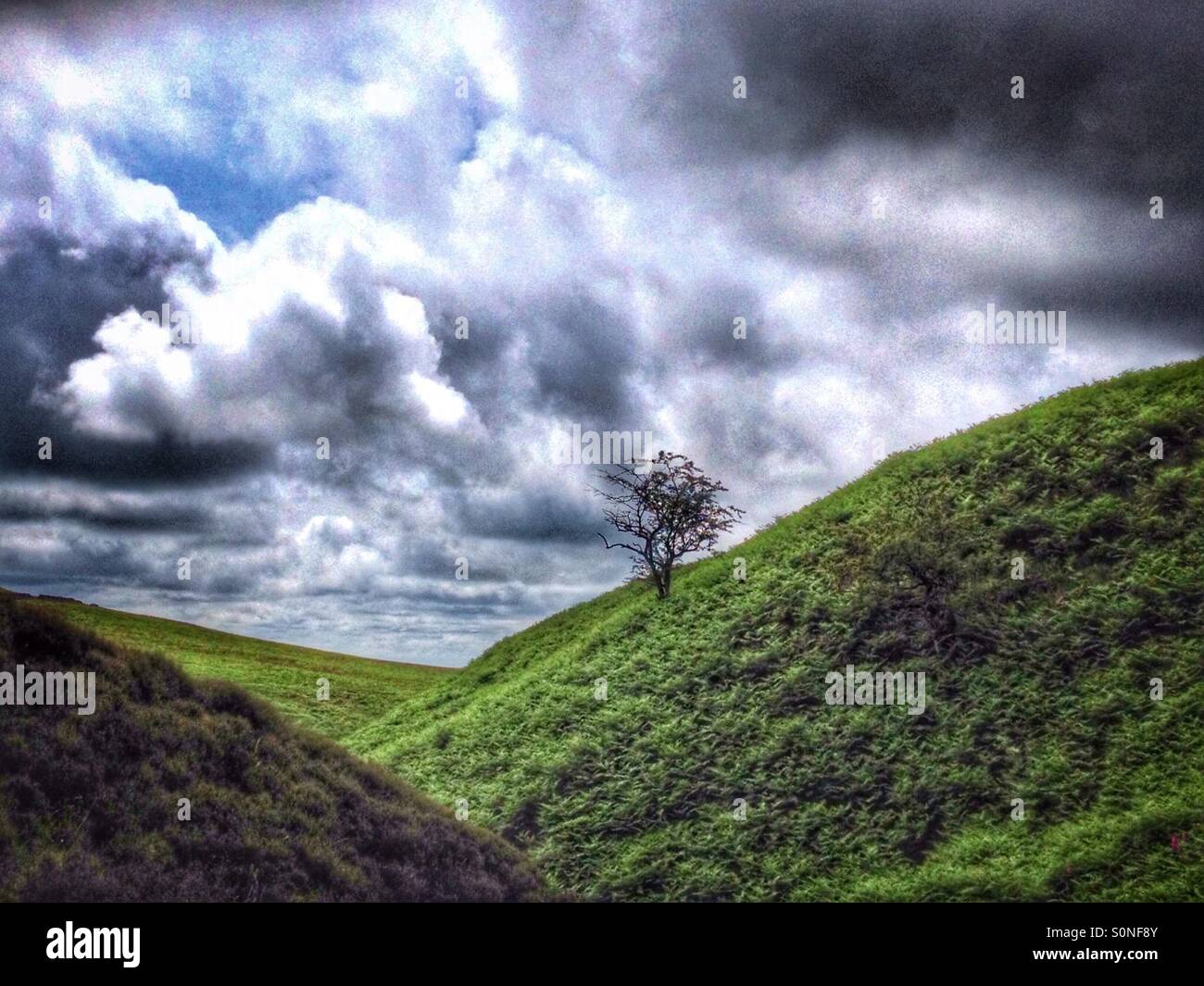 Moorland tree hi-res stock photography and images - Alamy