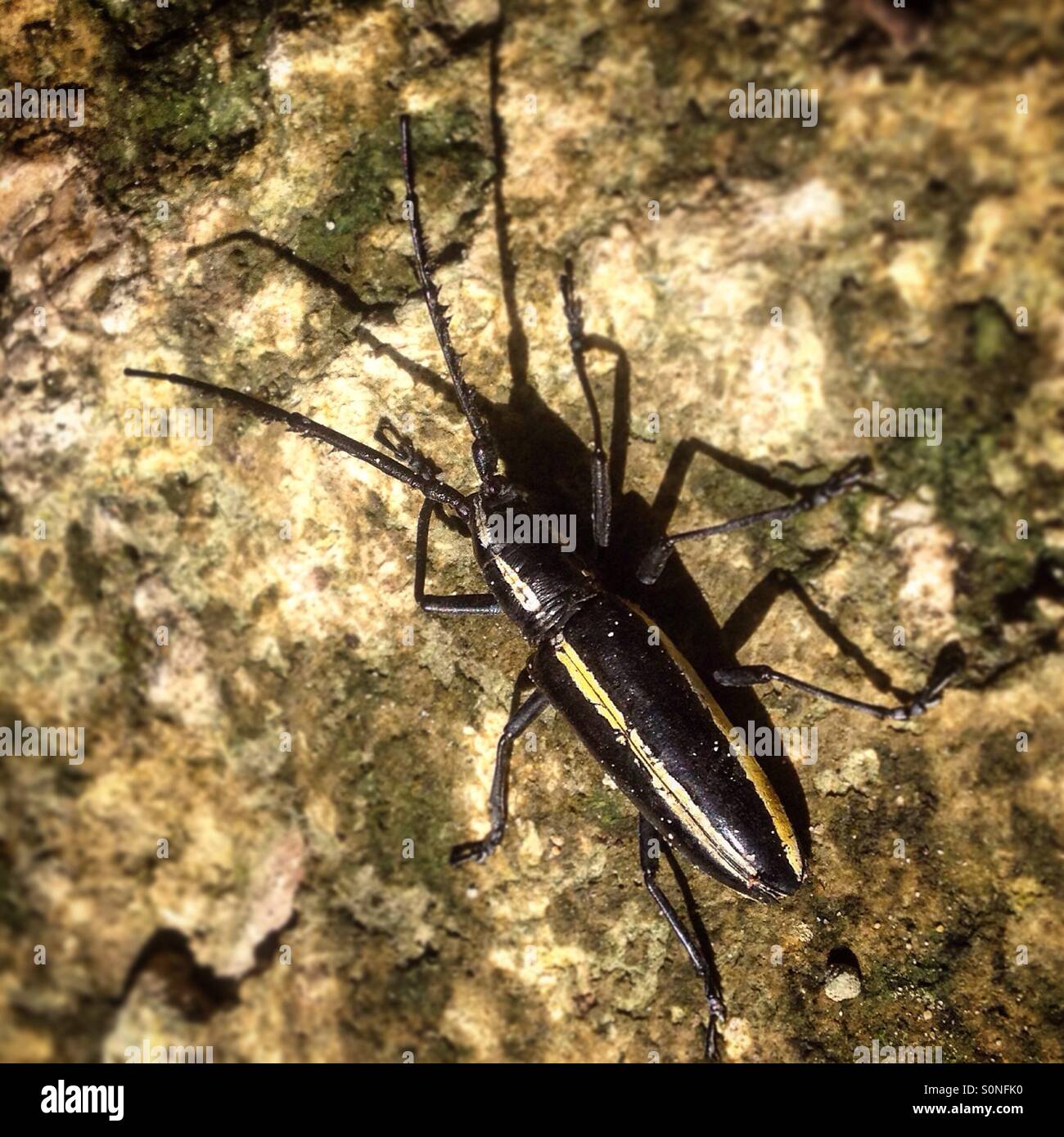 A beetle in Pilar Mayan site, Bullettree, San Ignacio, Cayo, Belize ...