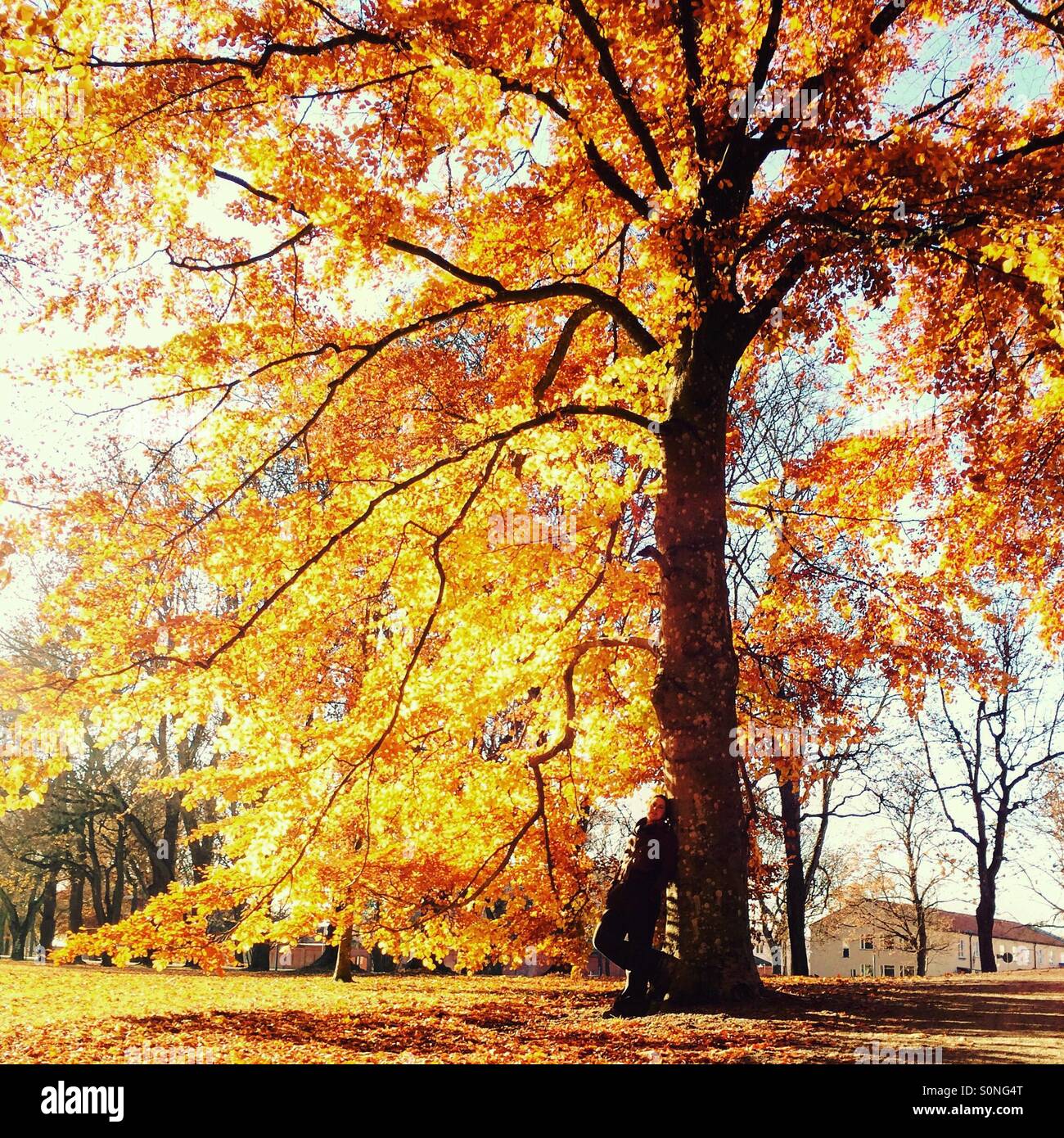 Tall autumn tree hi-res stock photography and images - Alamy