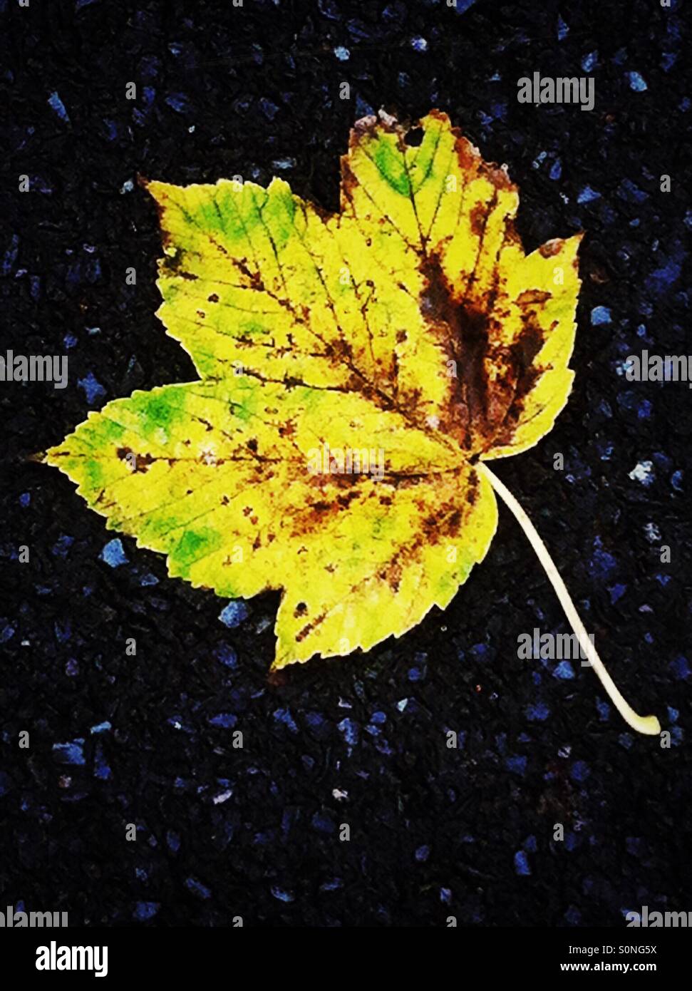 Fallen leaf hi-res stock photography and images - Alamy