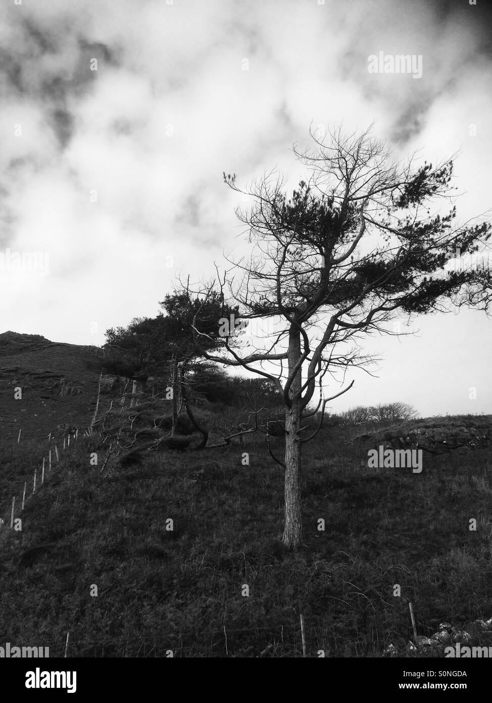 Mull tree hi-res stock photography and images - Alamy