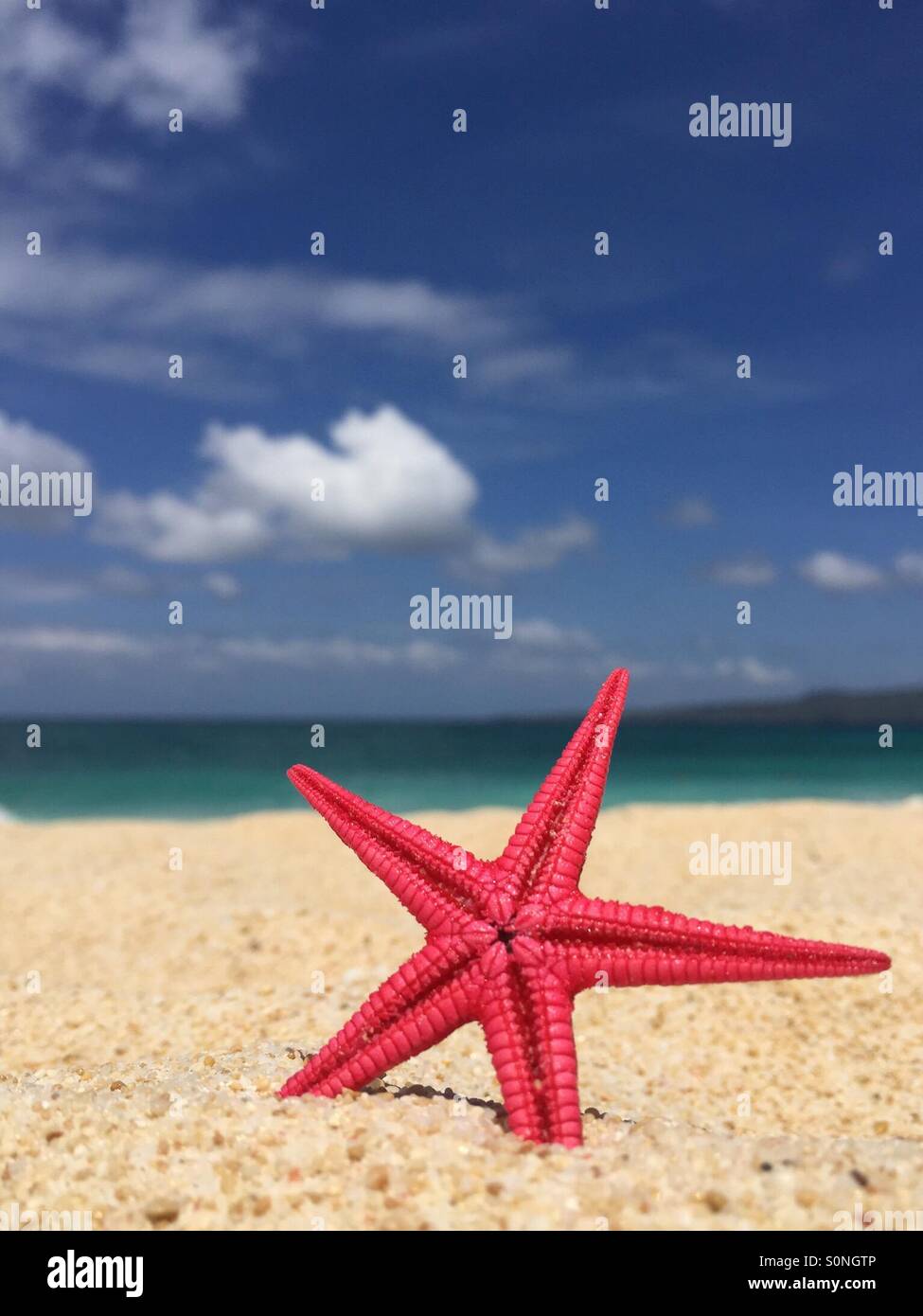 Starfish in the sand Stock Photo - Alamy