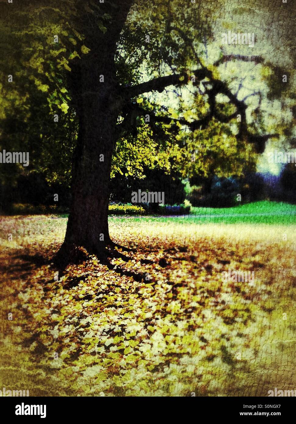 Trees in autumn England UK Stock Photo - Alamy