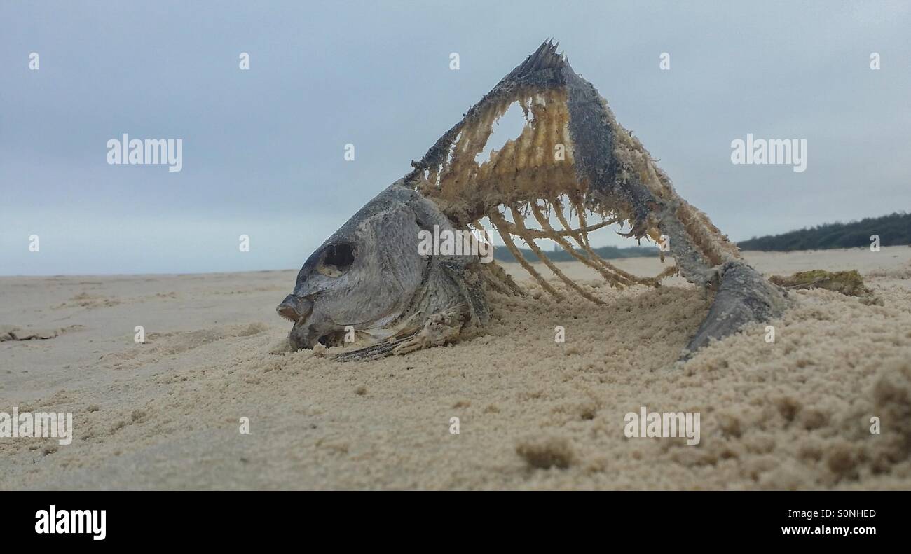 Fish bones beach hi-res stock photography and images - Alamy