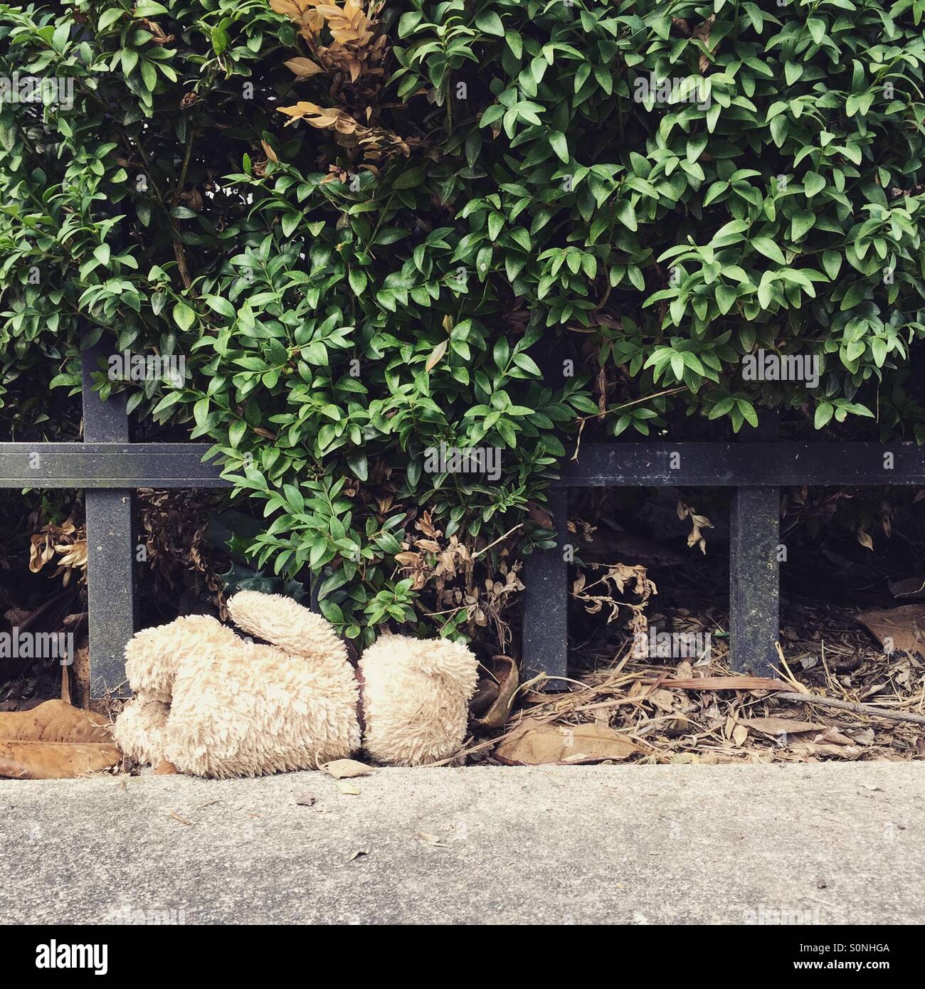 Lost teddy bear Stock Photo - Alamy