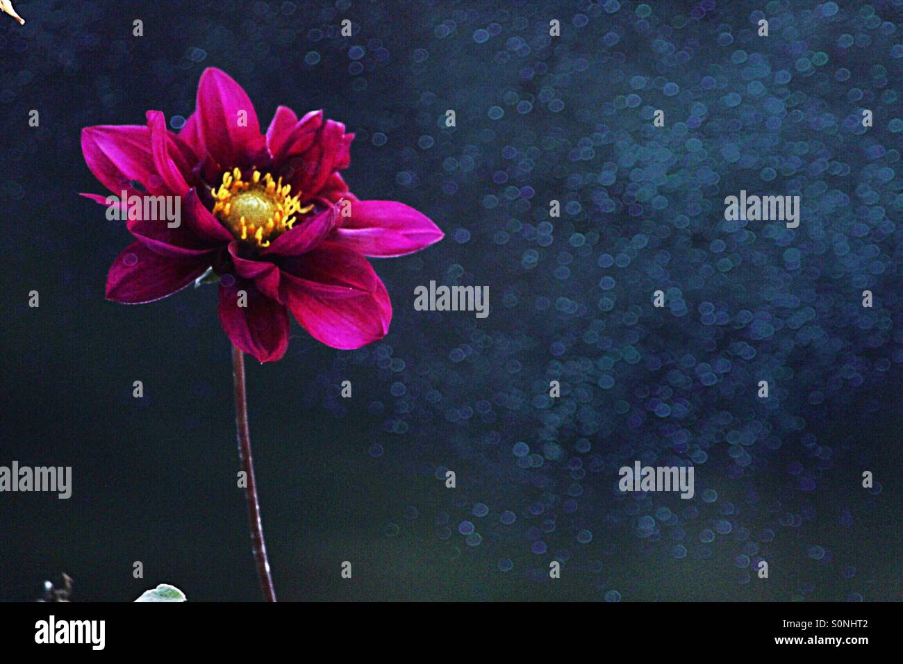 Standing Alone Flower Stock Photo - Alamy