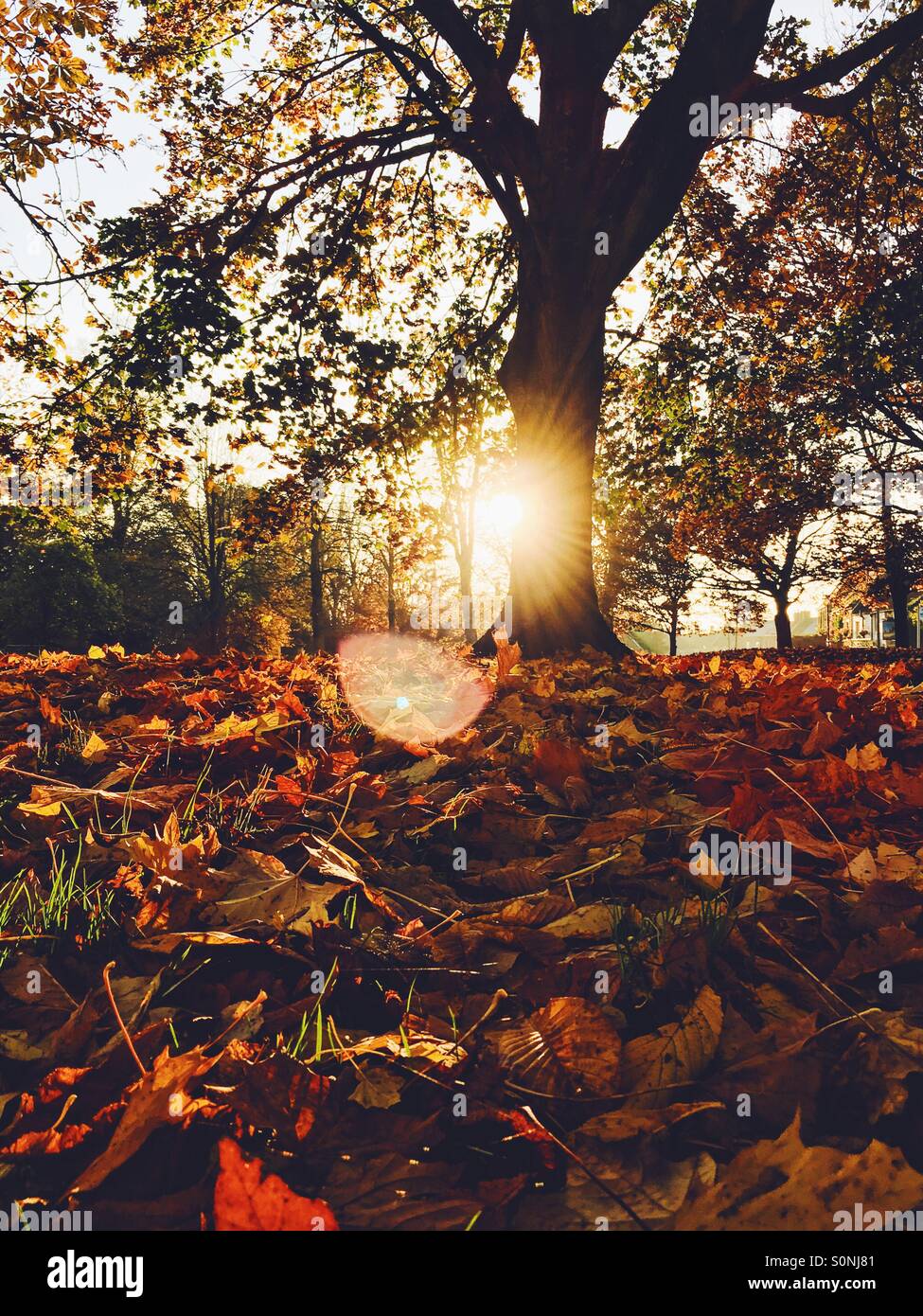 Flare behind tree trunk hi-res stock photography and images - Alamy
