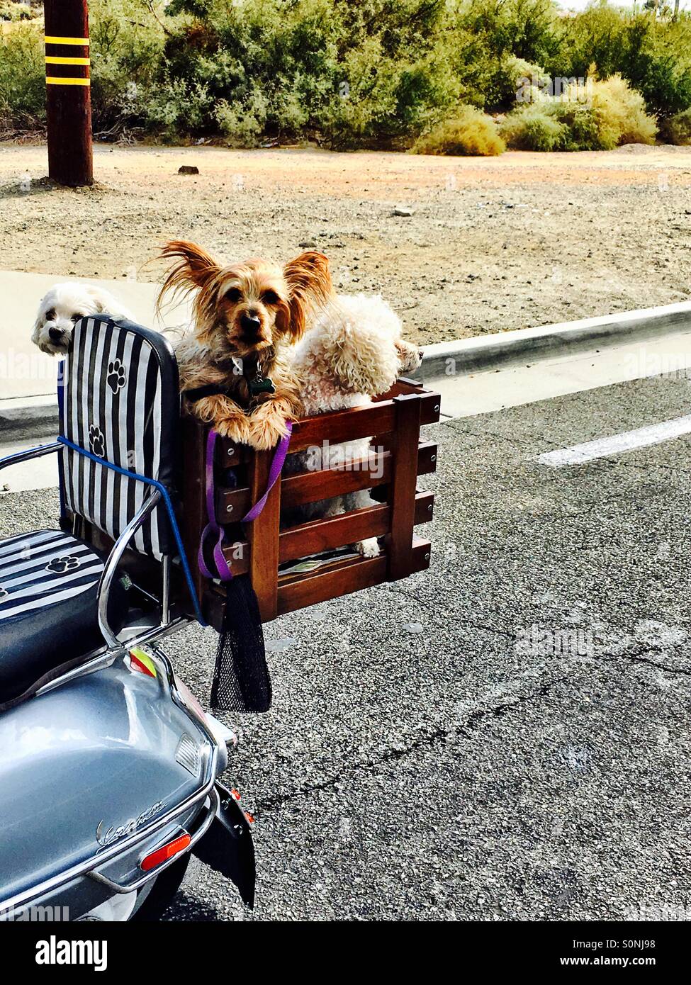 Three dogs riding on the road on a Vespa scooter Stock Photo - Alamy