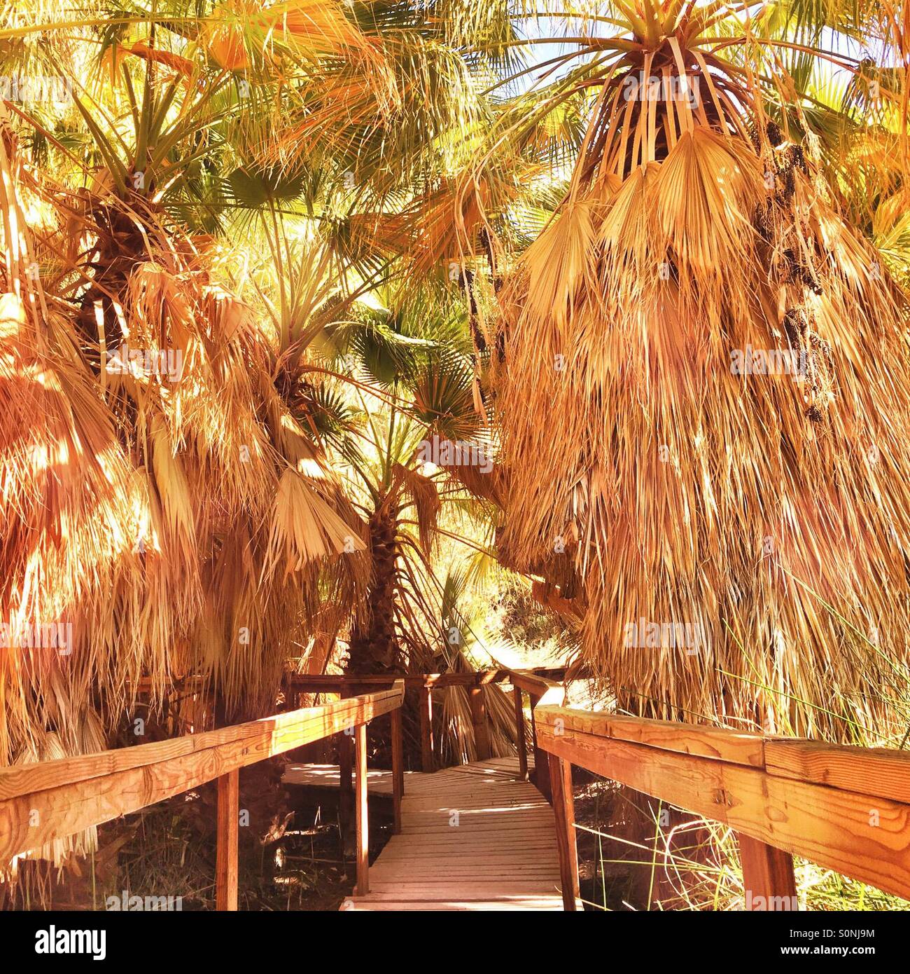 Valley Of A Thousand Palm Trees High Resolution Stock Photography and ...