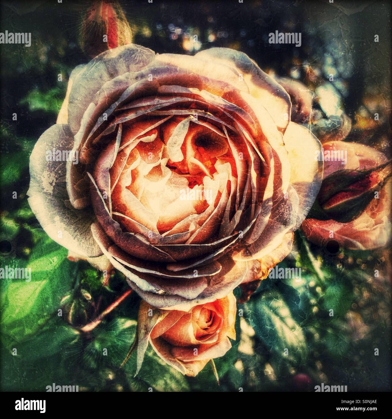 Rose flower in Rose Garden, Regent's Park, City of Westminster, Central ...