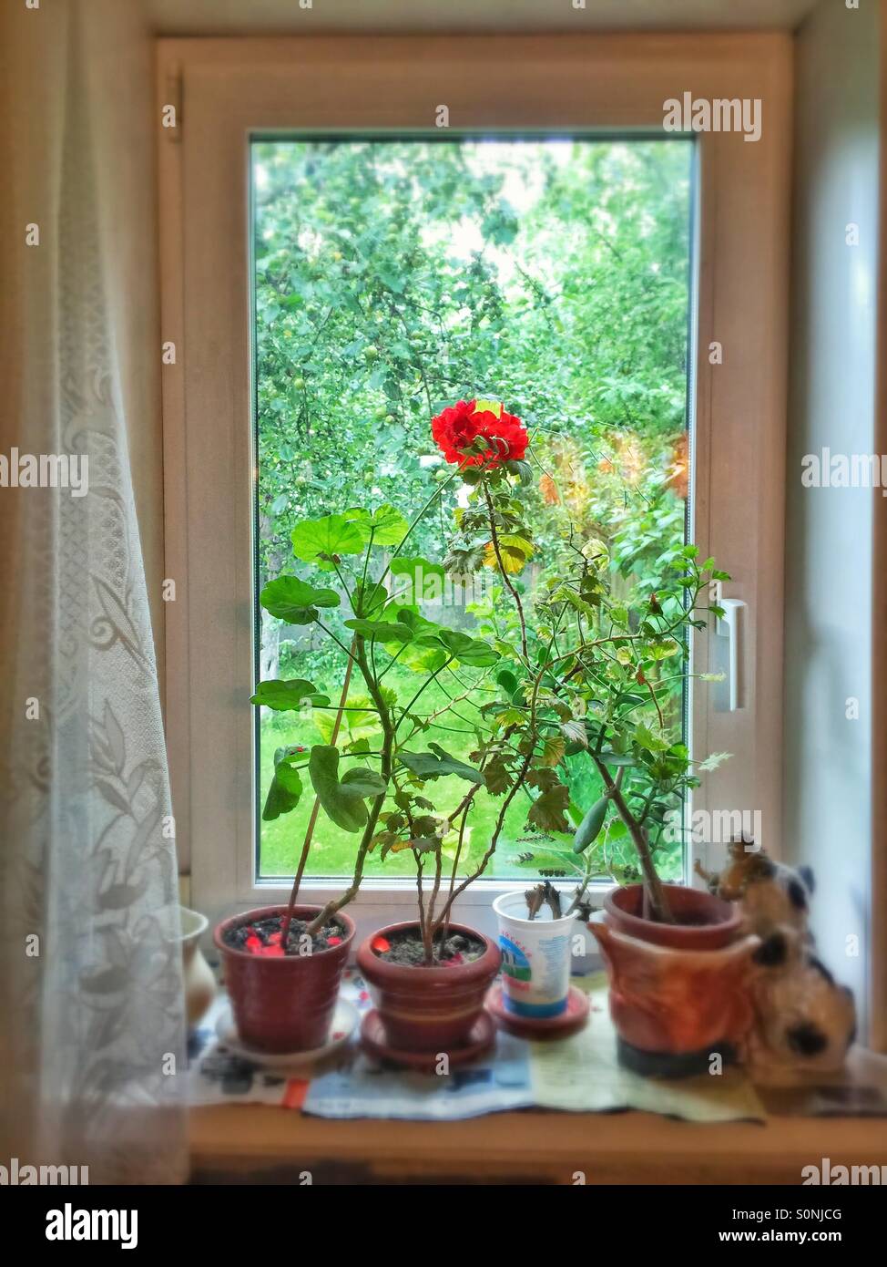 Red geranium plant on a window Stock Photo - Alamy