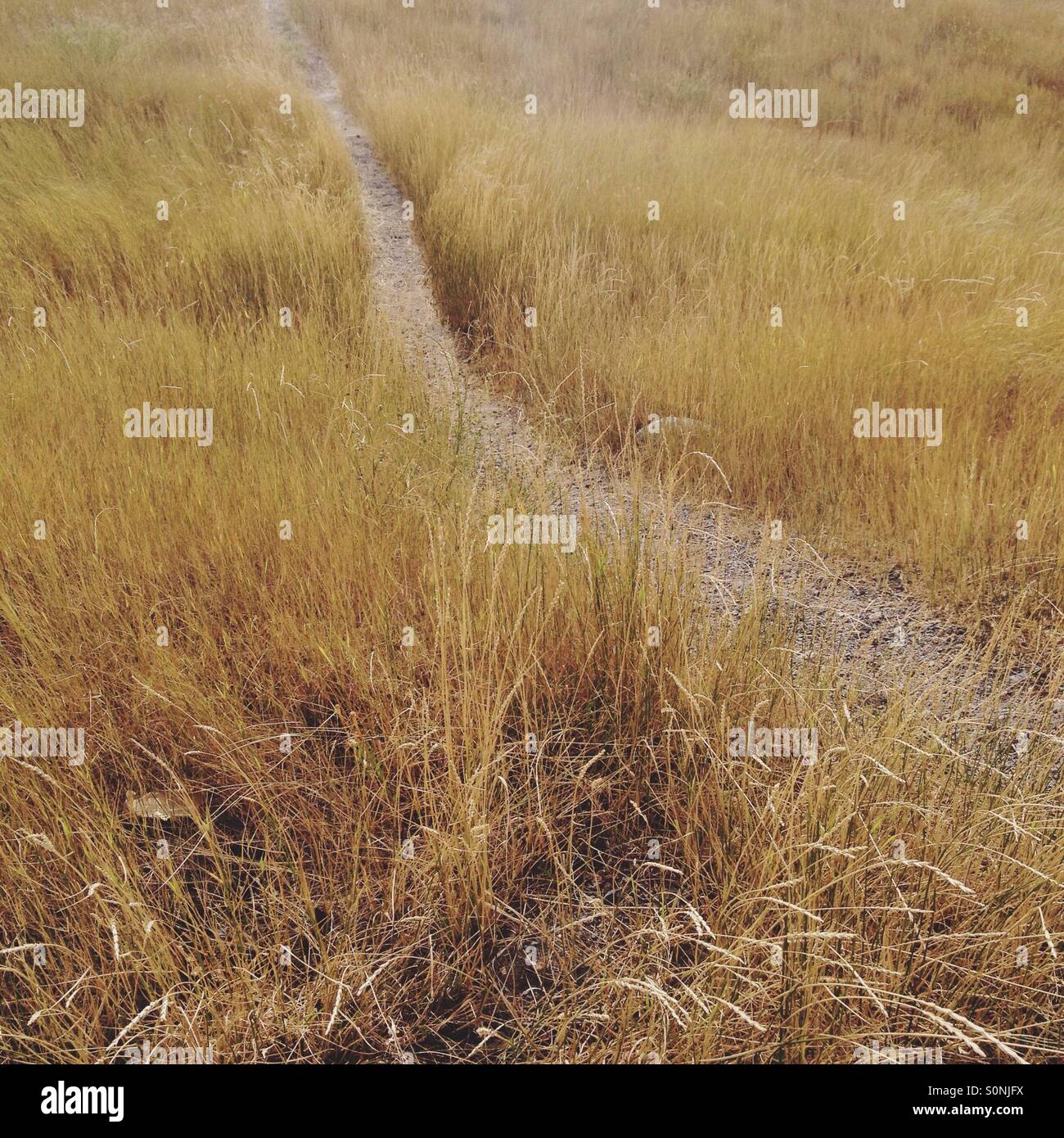 Tall grass path hi-res stock photography and images - Alamy