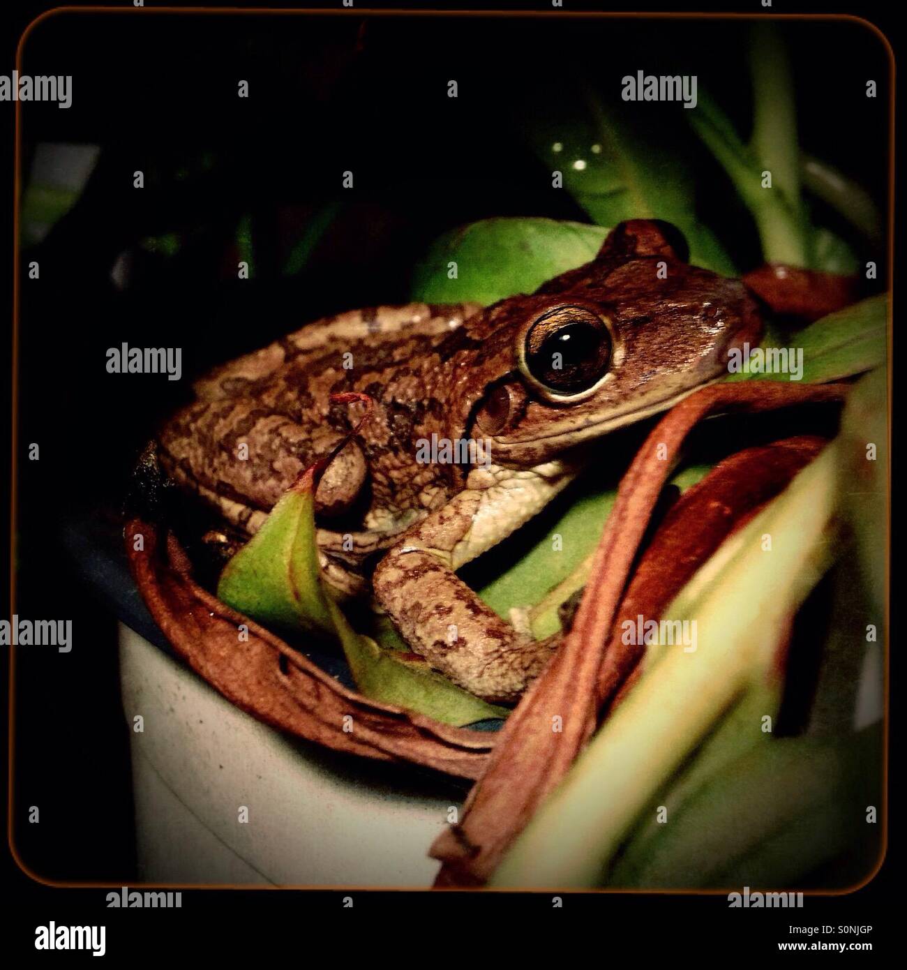 Cuban tree frog Stock Photo - Alamy