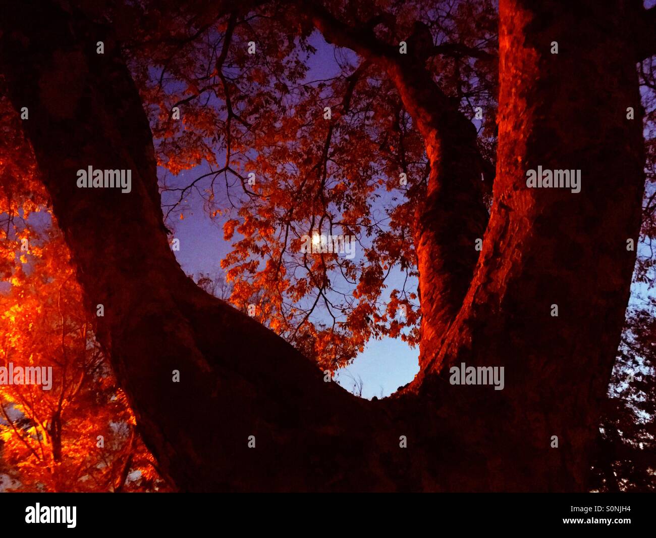 Red Moon Tree High Resolution Stock Photography and Images - Alamy
