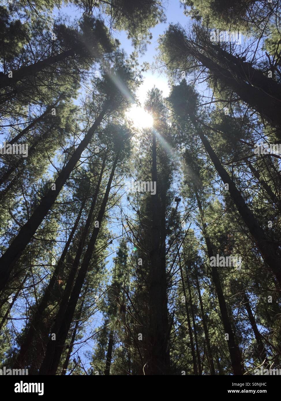 Tall pines hi-res stock photography and images - Alamy