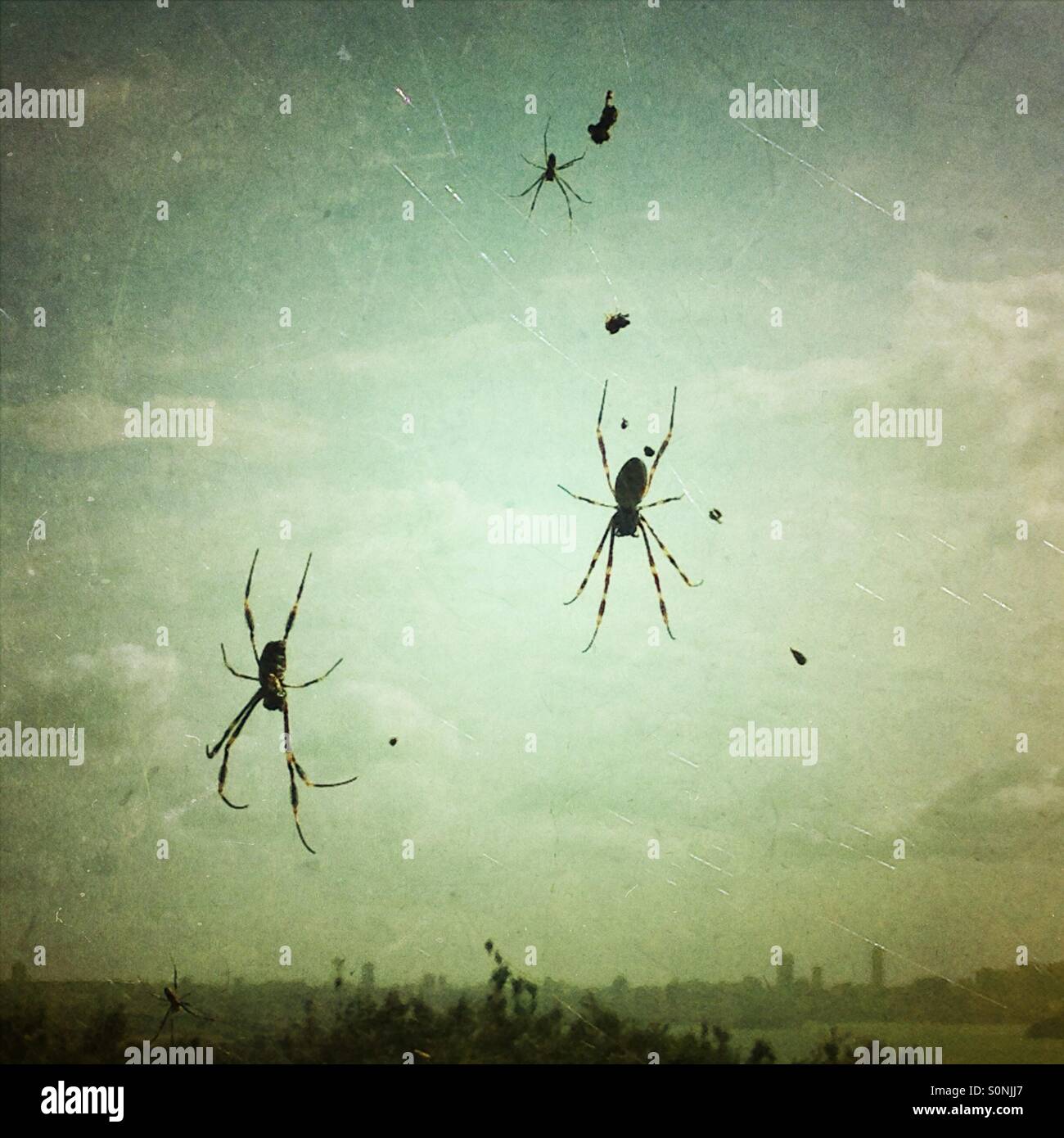 City of spiders hi-res stock photography and images - Alamy