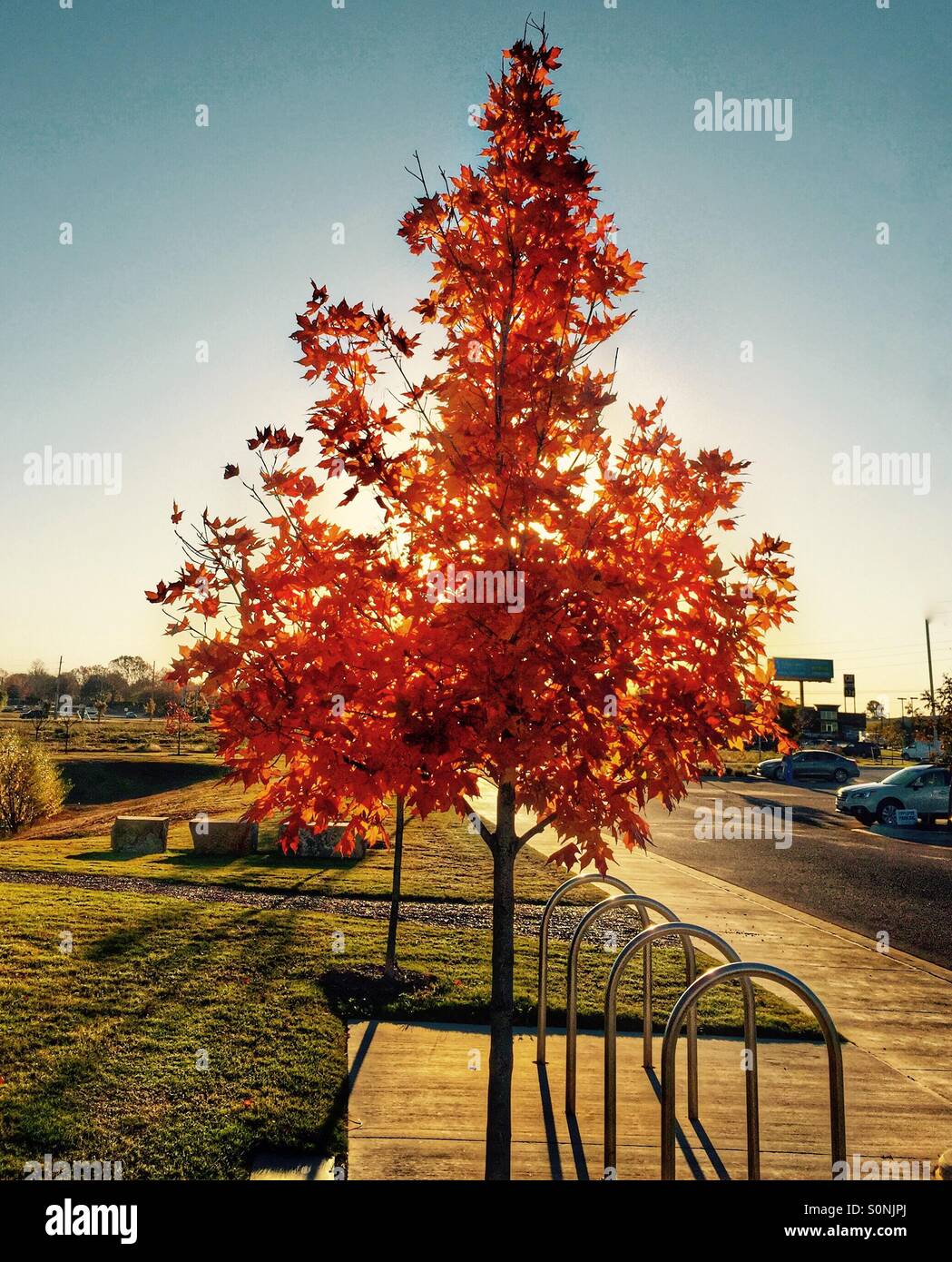 Fiery tree hi-res stock photography and images - Alamy