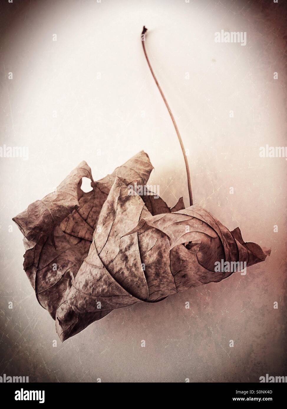 Tone dry hi-res stock photography and images - Alamy