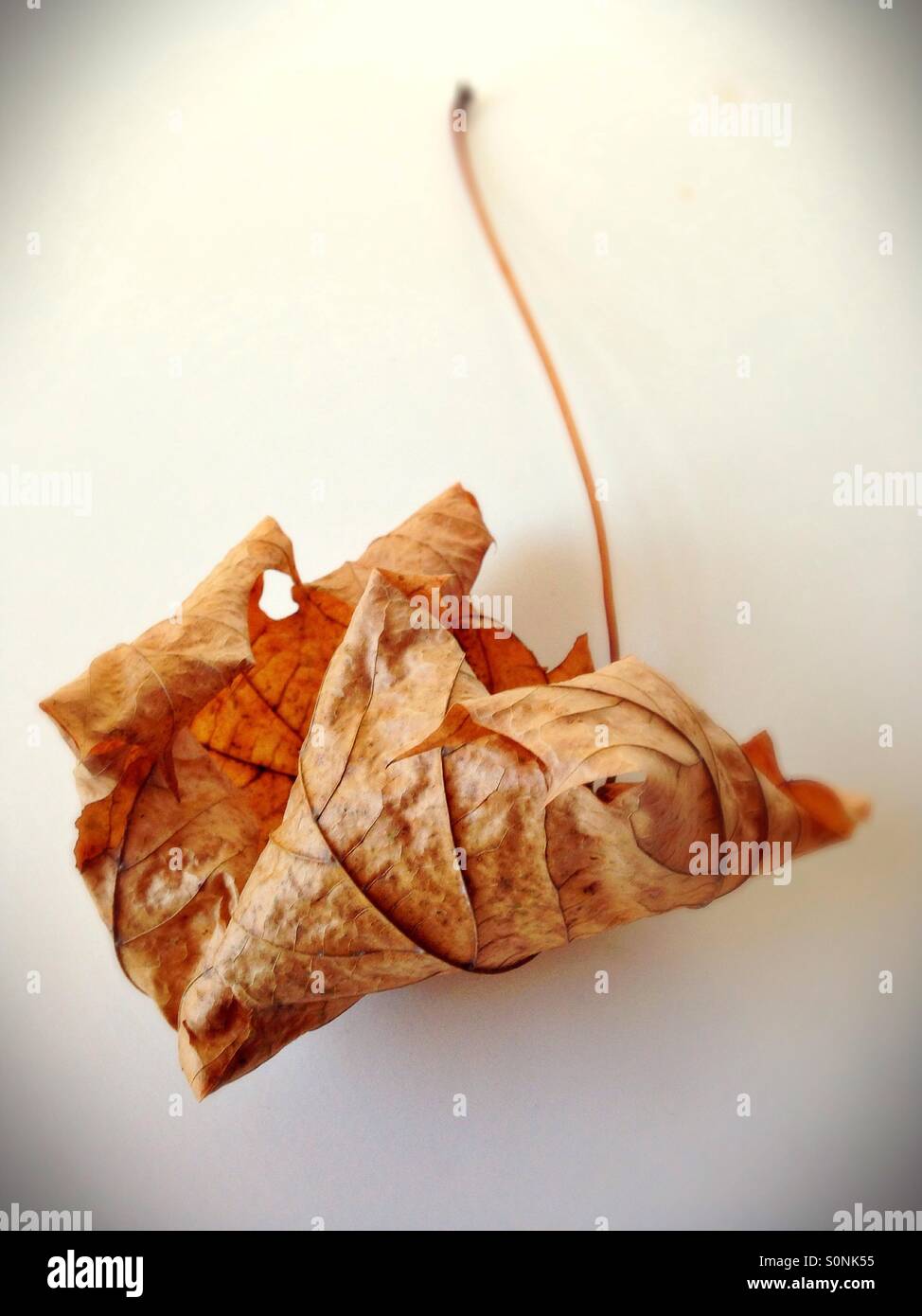 Single dry leaf hi-res stock photography and images - Alamy