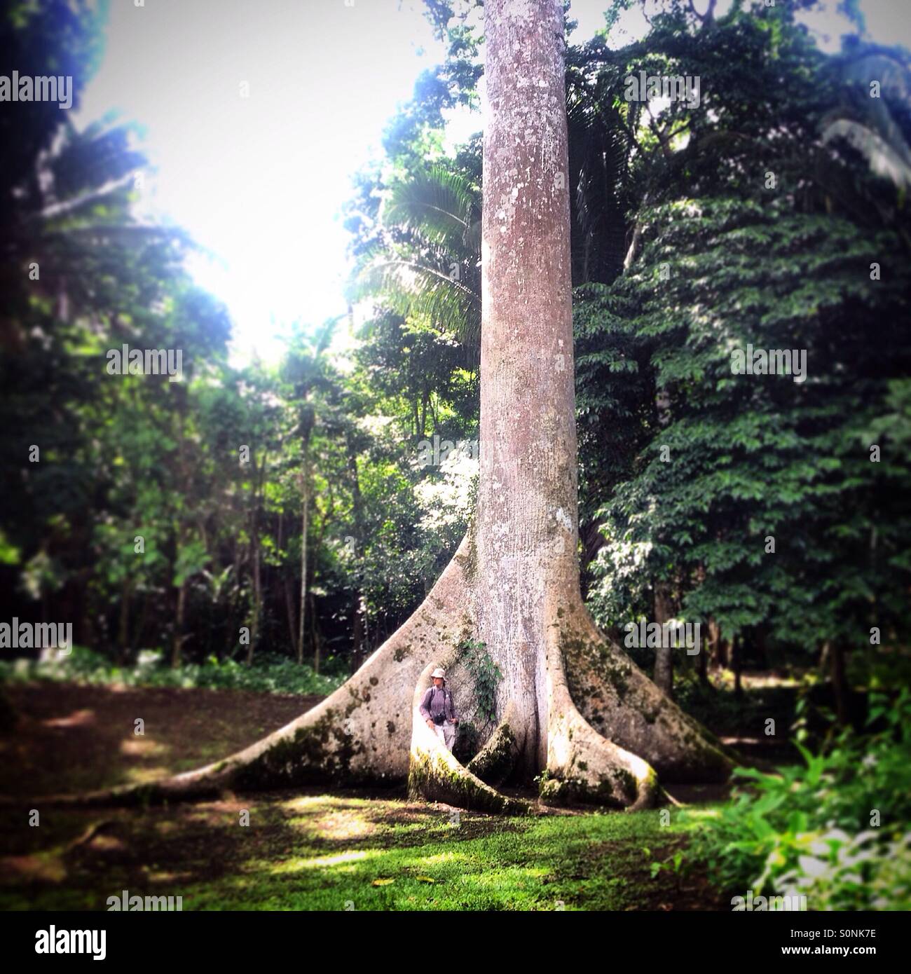 A woman posses by a ceiba tree, the sacred tree of the Mayans in El ...