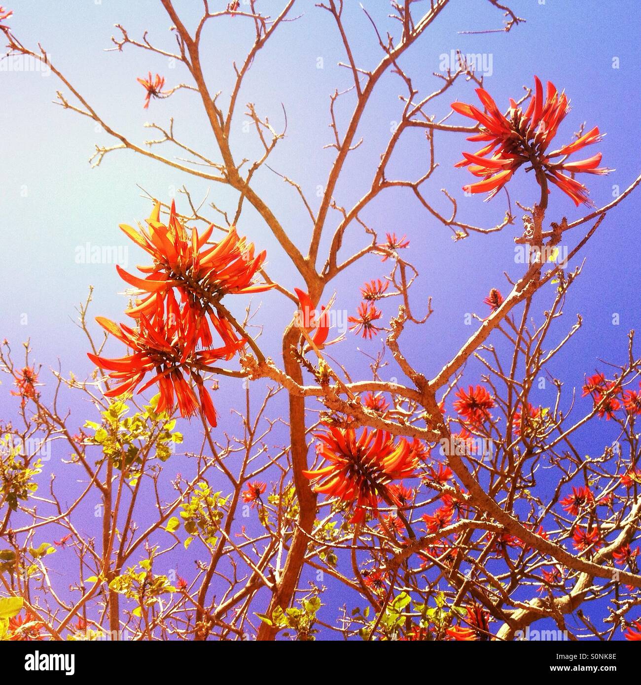 Grow spring hi-res stock photography and images - Alamy
