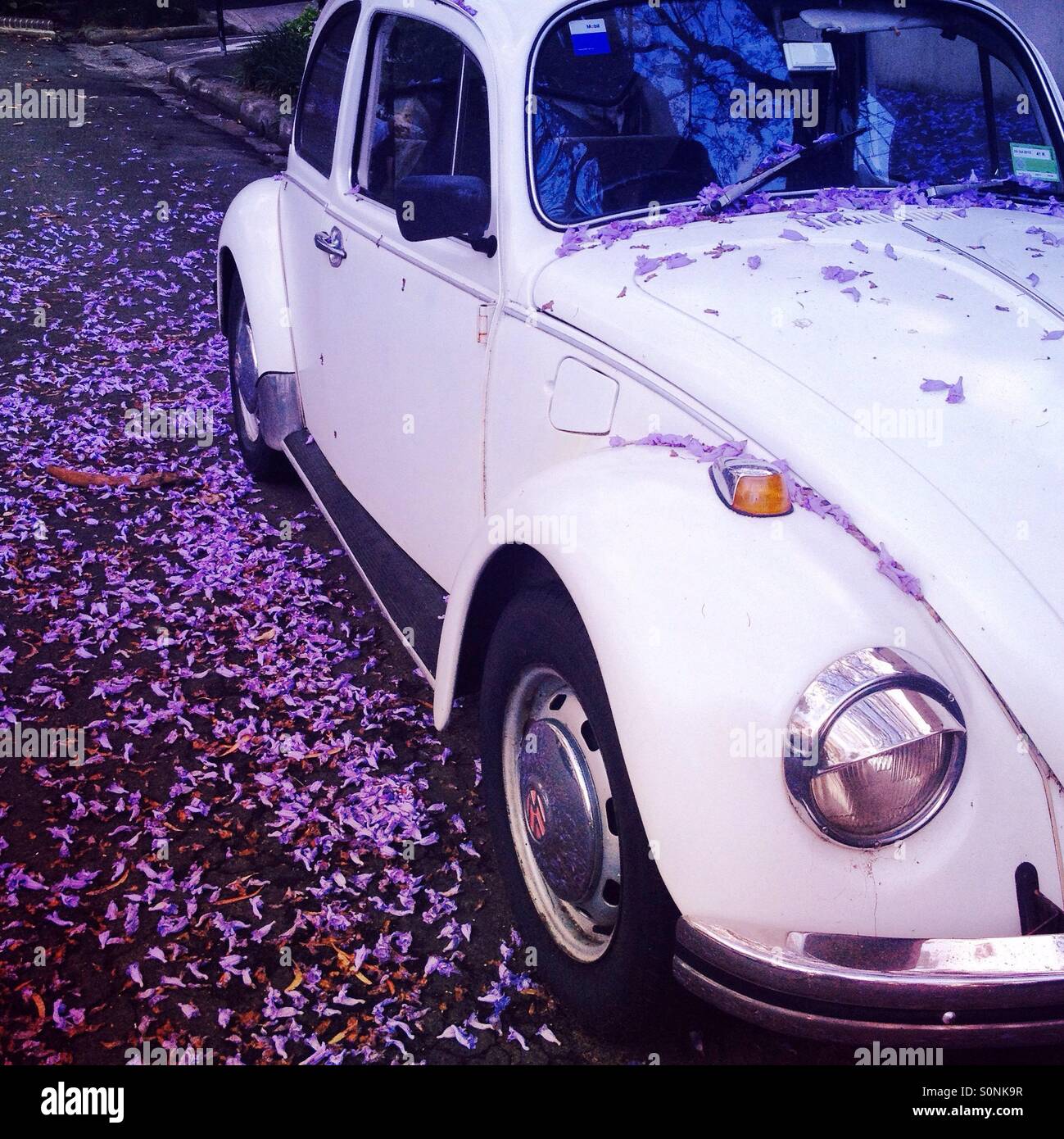 Car flowers beetle hi-res stock photography and images - Alamy