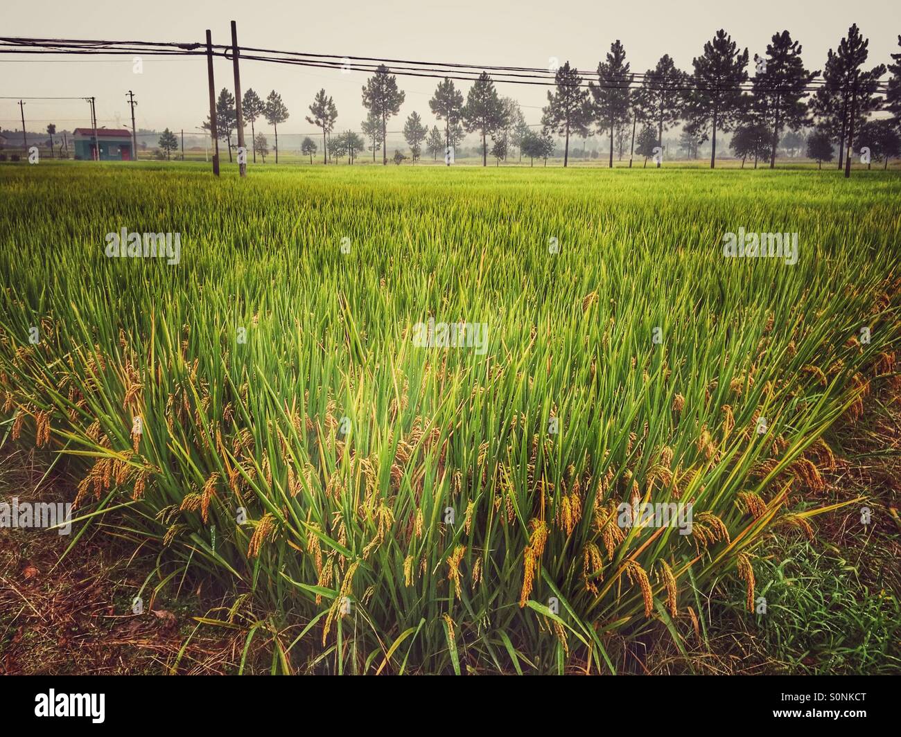 Chinese Paddy Fields High Resolution Stock Photography and Images - Alamy