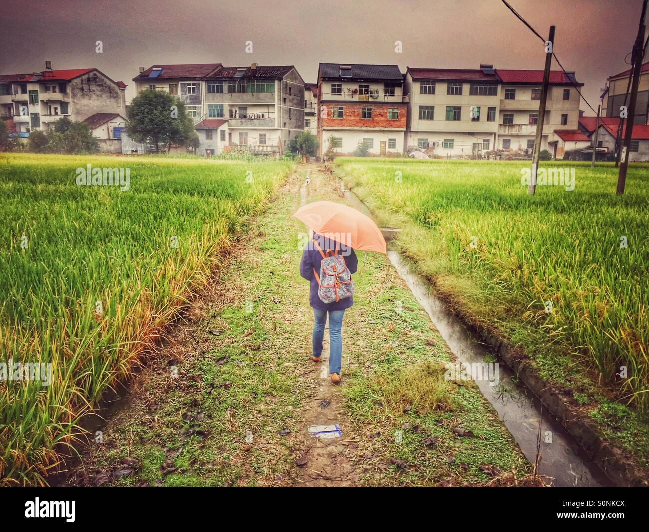 Paddy field in rain hi-res stock photography and images - Alamy