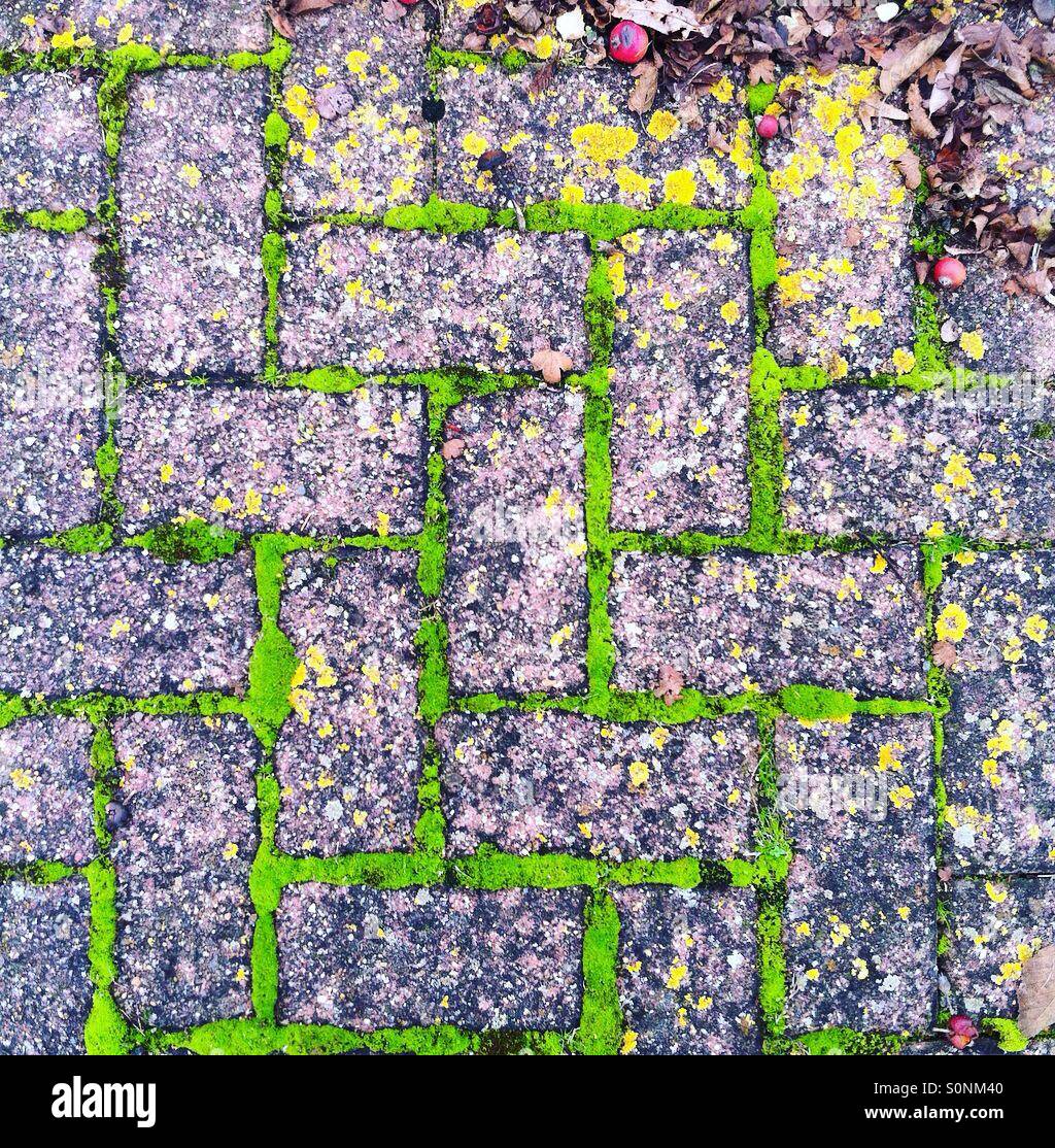 Moss growing between paving stones Stock Photo - Alamy