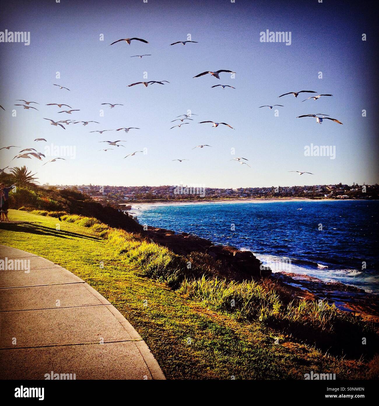 Birds hovering hi-res stock photography and images - Alamy