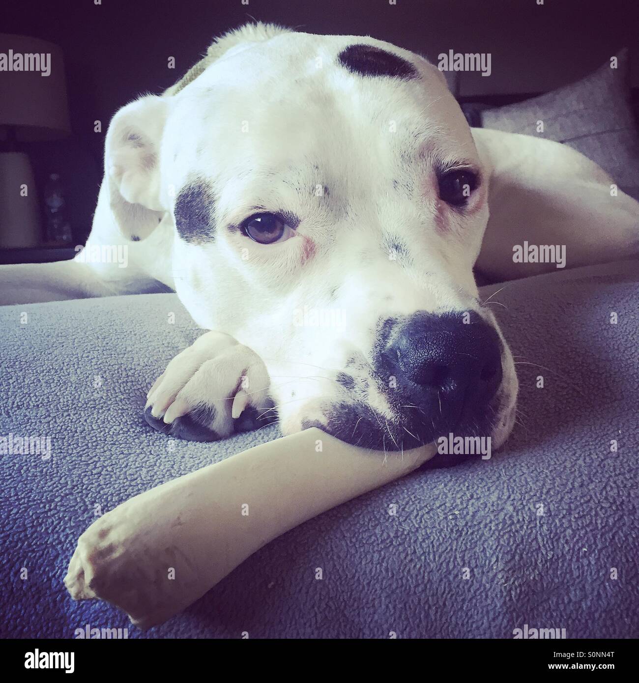 Dog with bone Stock Photo - Alamy
