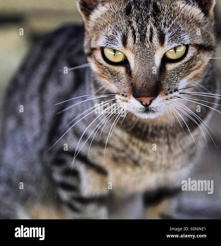 Cat in Morocco Stock Photo - Alamy