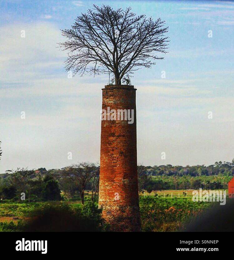 Tree Paraguay High Resolution Stock Photography and Images - Alamy