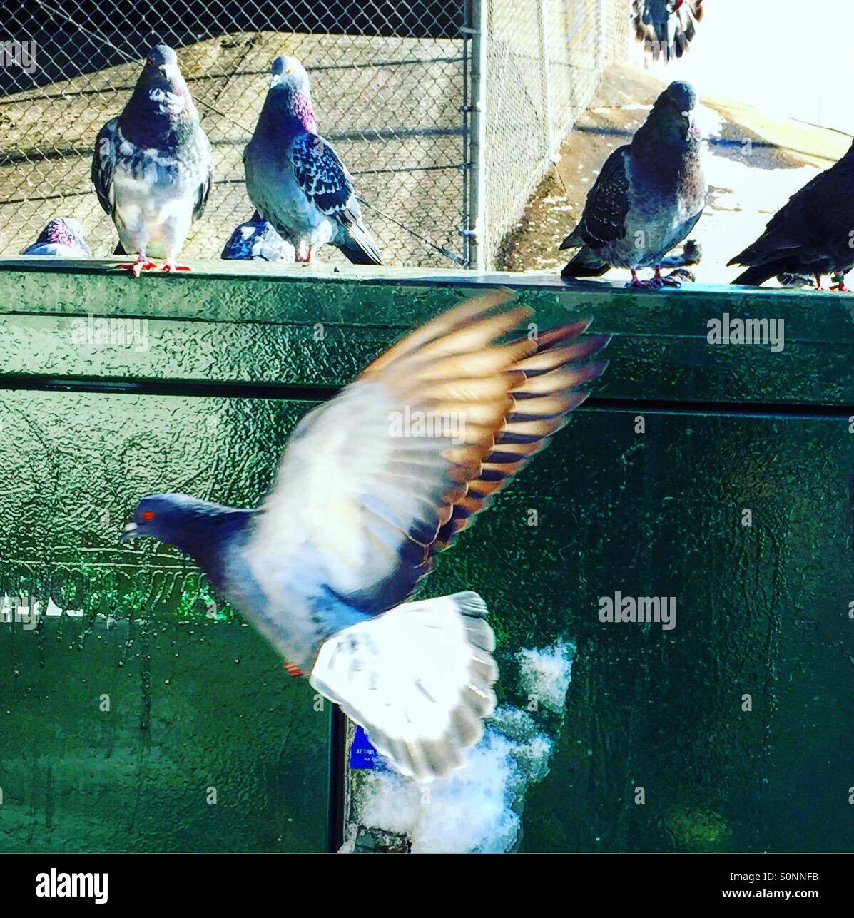 Pigeons in Chicago Stock Photo - Alamy
